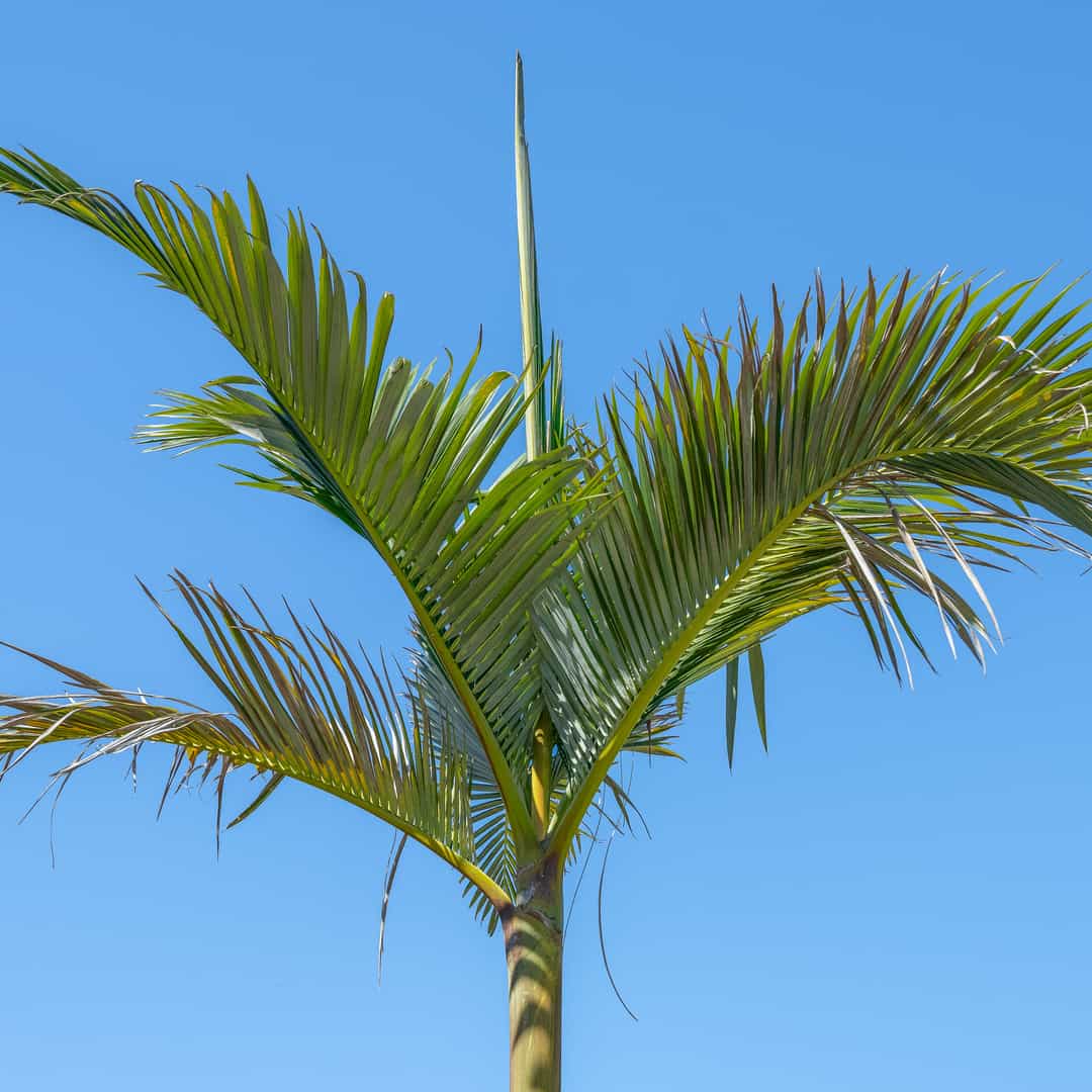 Piru King Palm™ | Palms | Moon Valley Nurseries