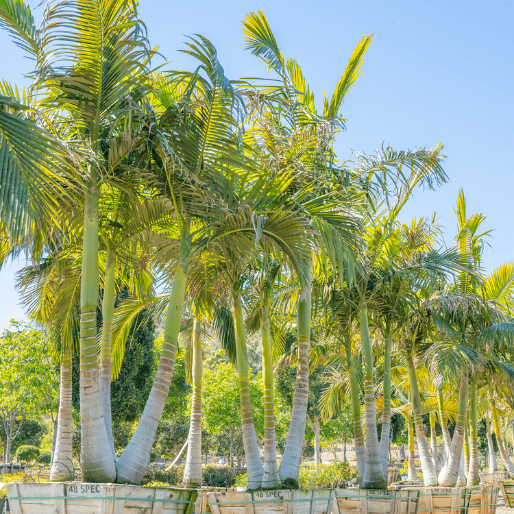 Piru King Palm™ | Palms | Moon Valley Nurseries