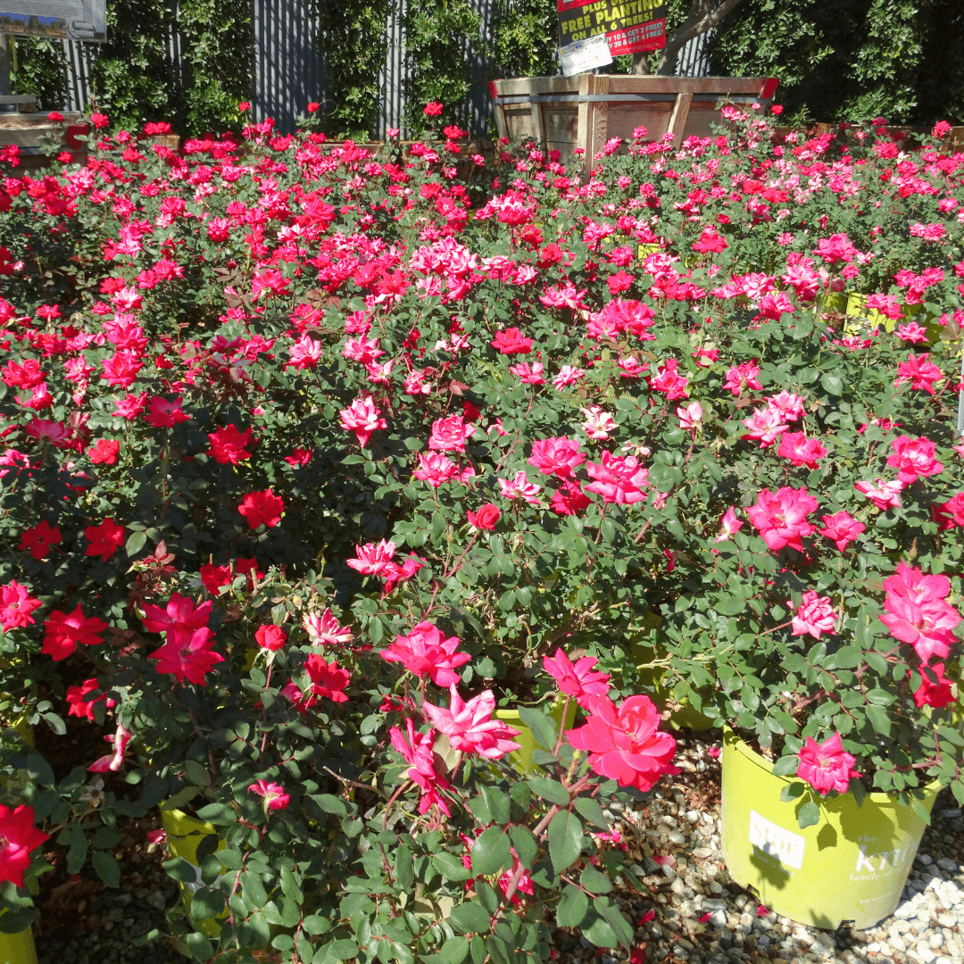 Knock Out Roses | Shrubs | Moon Valley Nurseries