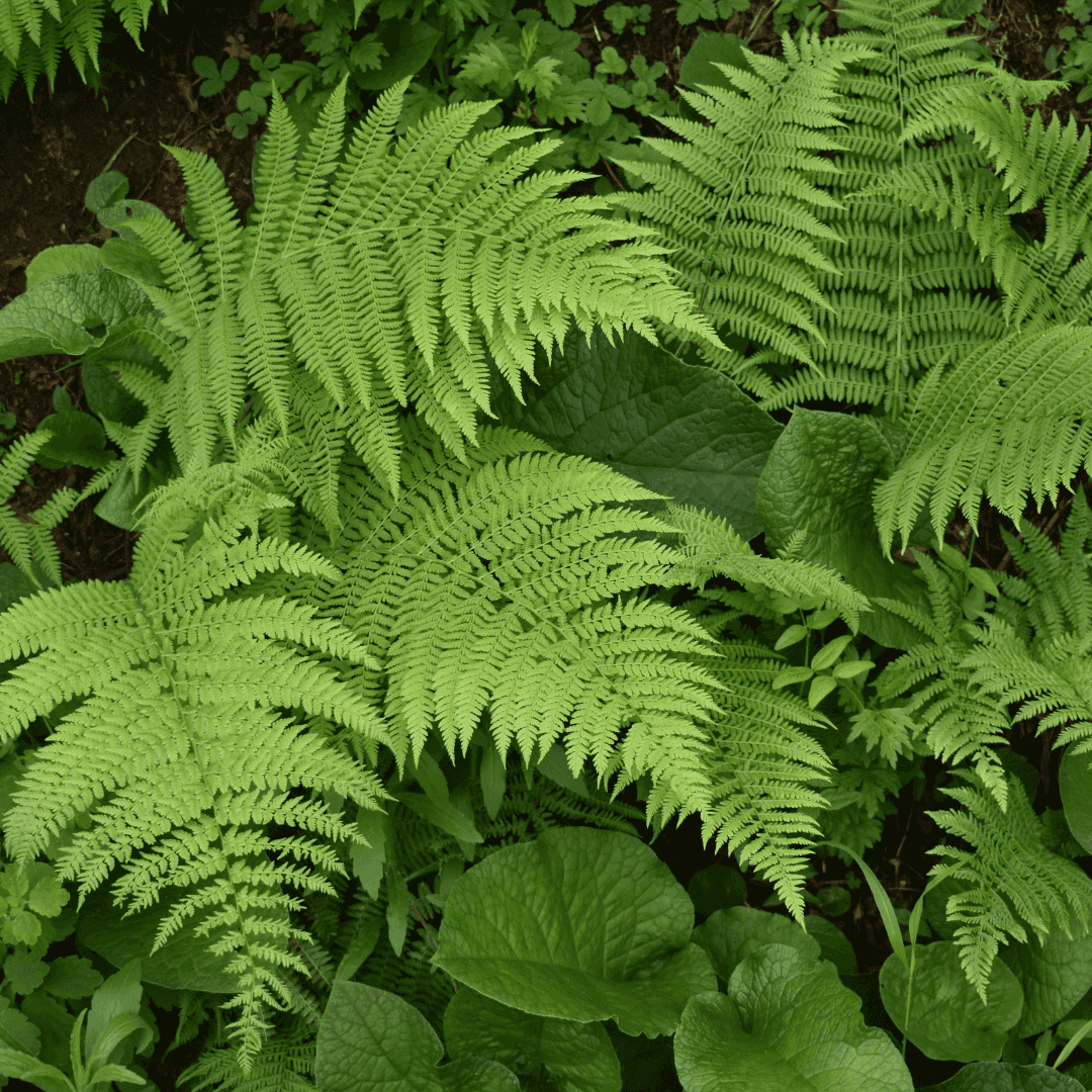 Moon Valley Nurseries