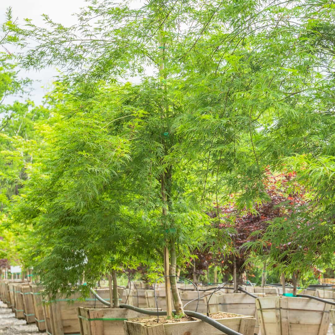 Laceleaf Japanese Maple | Fall Color Trees | Moon Valley Nurseries