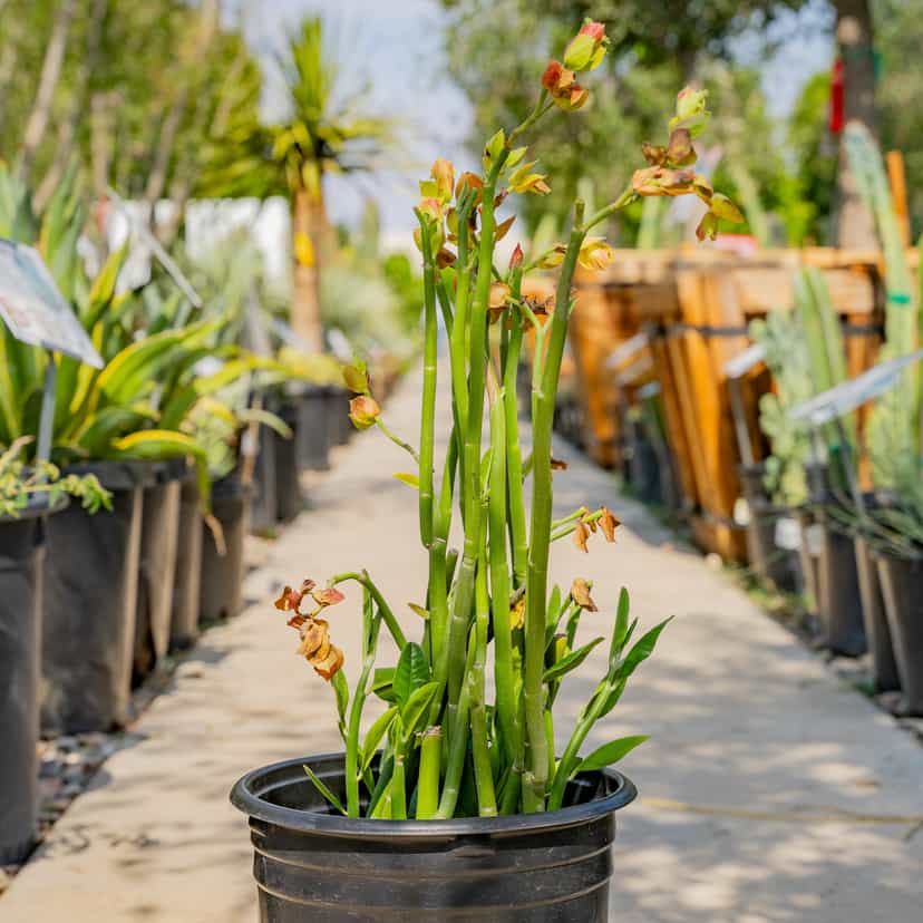 Moon Valley Nurseries