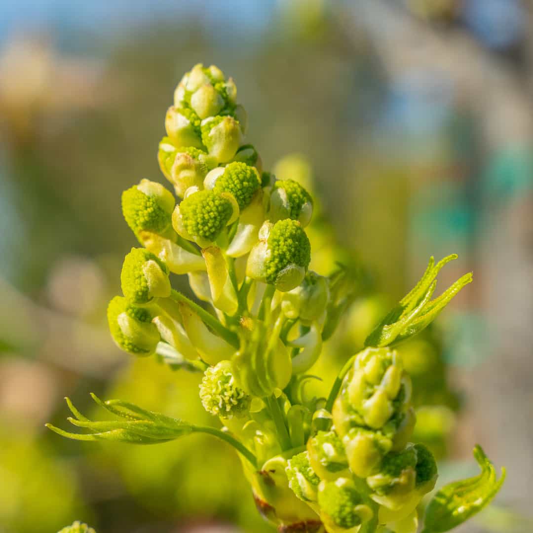 Liquid Amber | Fast Growers | Moon Valley Nurseries