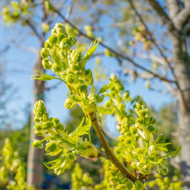 Liquid Amber | Fast Growers | Moon Valley Nurseries