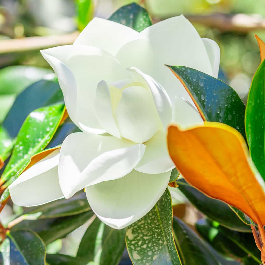 Majestic Beauty Magnolia | Evergreen Trees | Moon Valley Nurseries