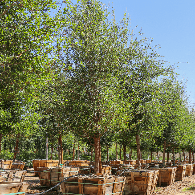 Ironwood | Desert Trees | Moon Valley Nurseries