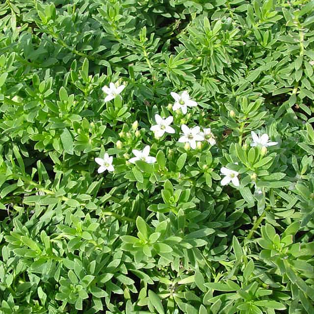 Myoporum | Ground Covers | Moon Valley Nurseries