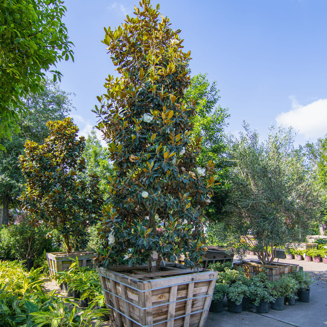 Southern Magnolia | Flowering Trees | Moon Valley Nurseries