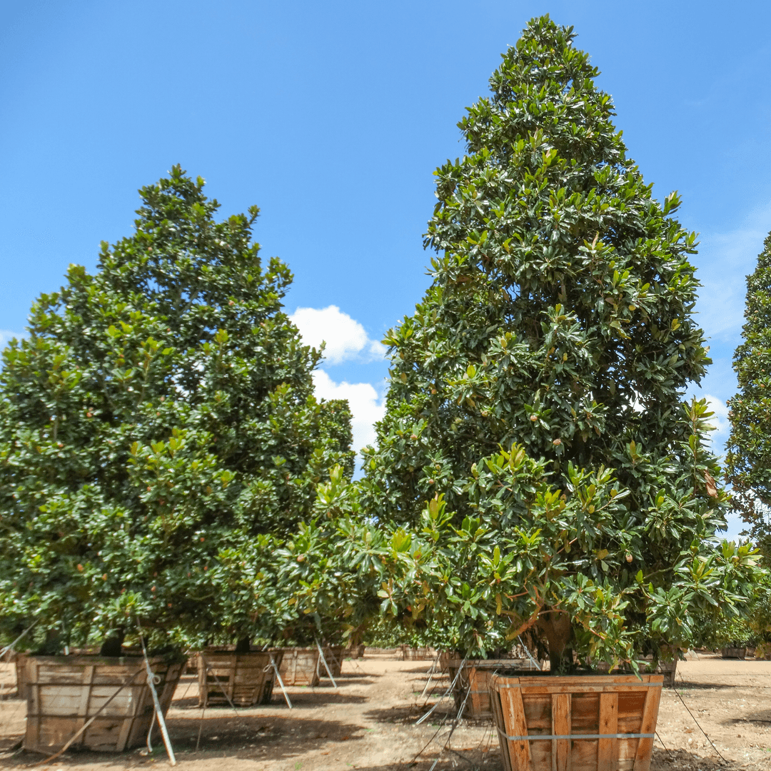 Sweetbay Magnolia Tree | Flowering Trees | Moon Valley Nurseries