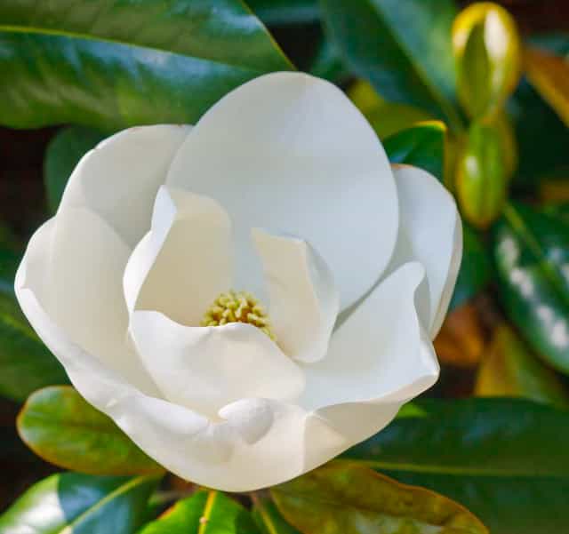 Moon Glow Magnolia | Flowering Trees | Moon Valley Nurseries