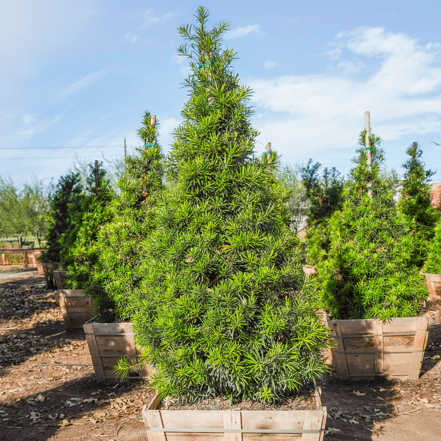 Maki Podocarpus | Evergreen Trees | Moon Valley Nurseries