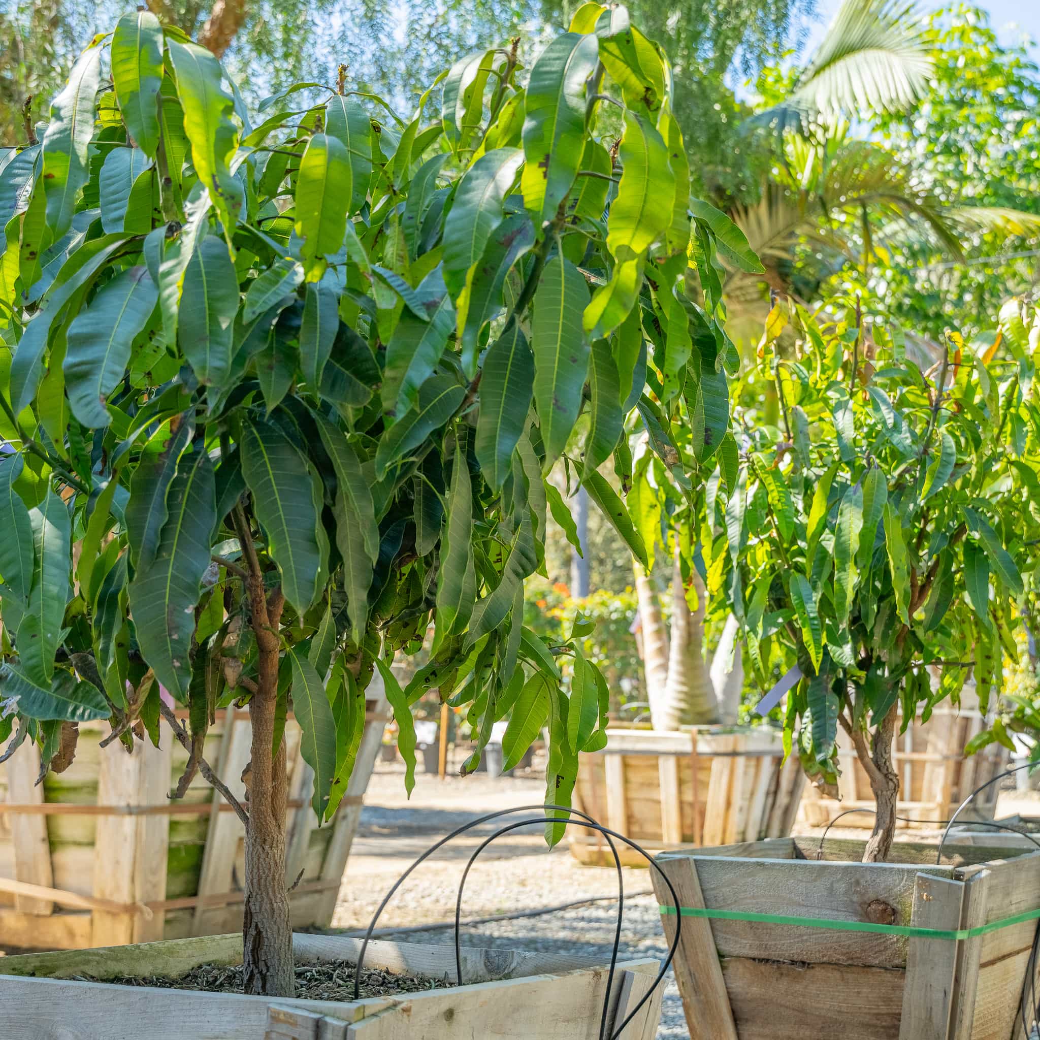 Mango | Flowering Trees | Moon Valley Nurseries