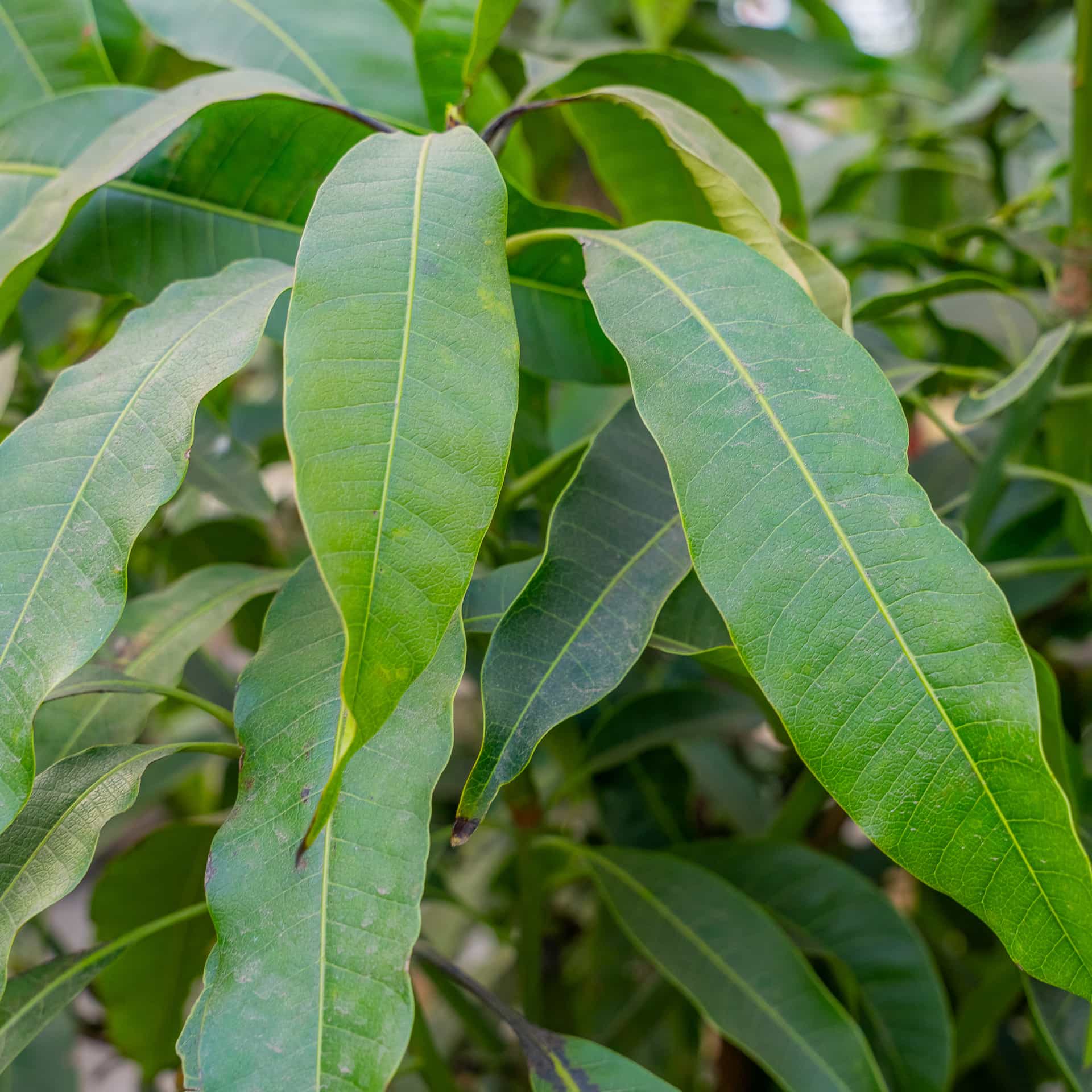 Mango | Flowering Trees | Moon Valley Nurseries
