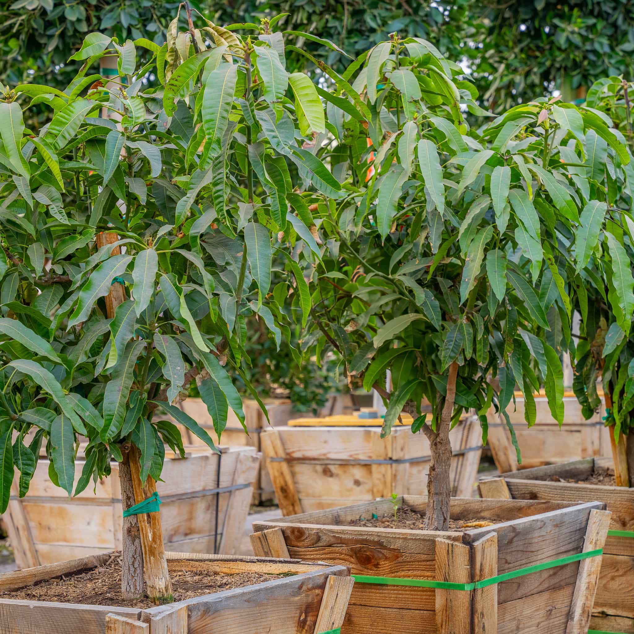 Mango | Flowering Trees | Moon Valley Nurseries