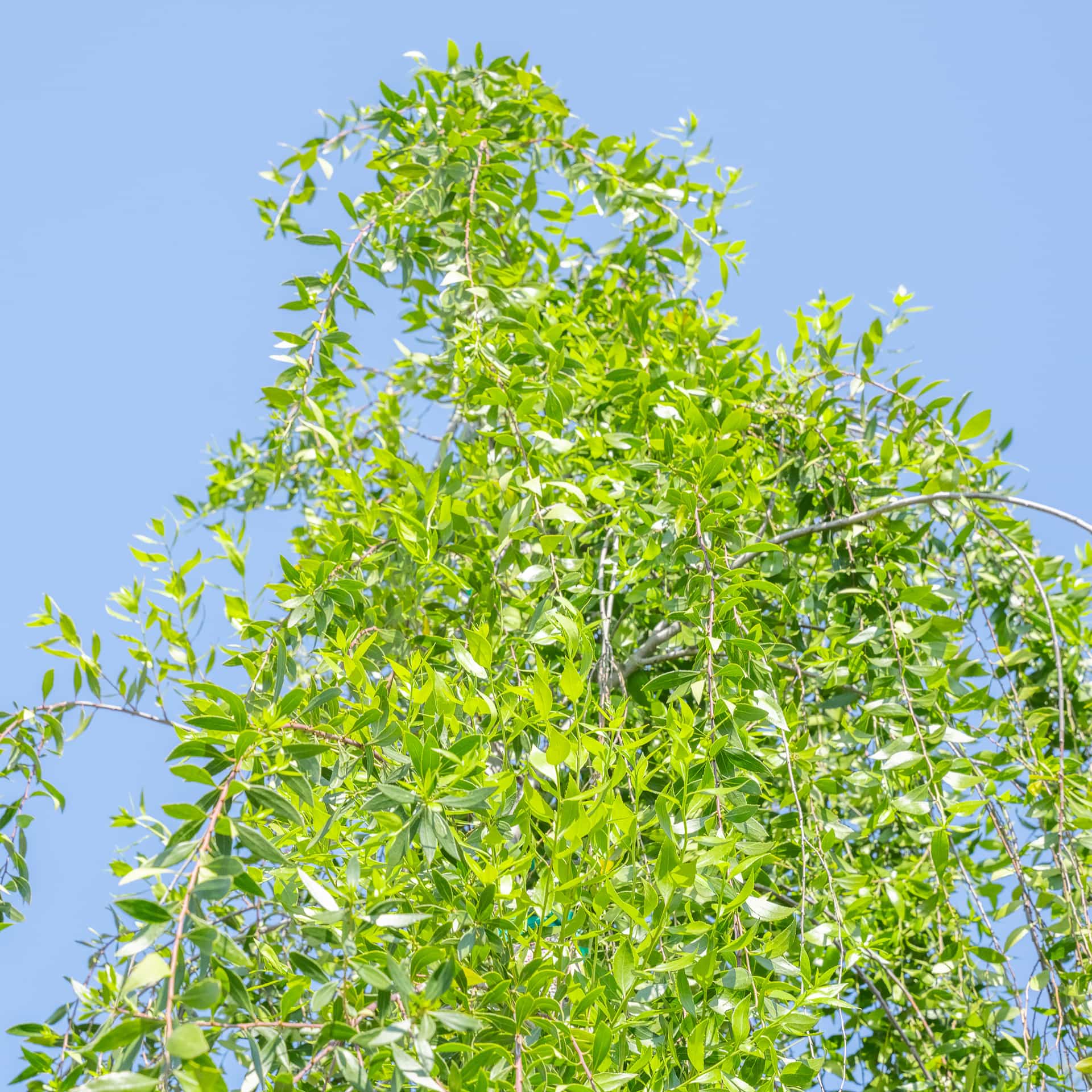 Mayten | Shade Trees | Moon Valley Nurseries