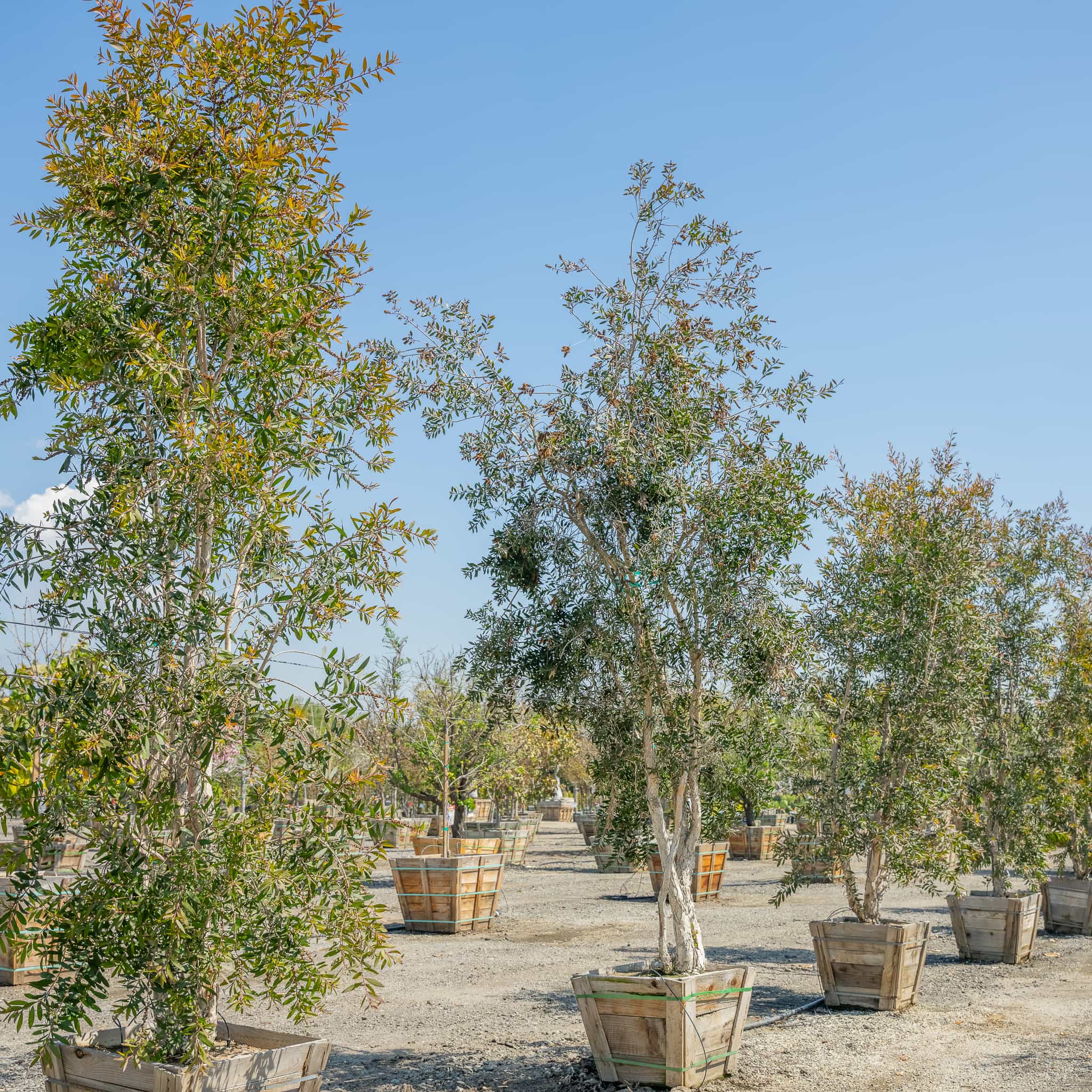Melaleuca | Shade Trees | Moon Valley Nurseries