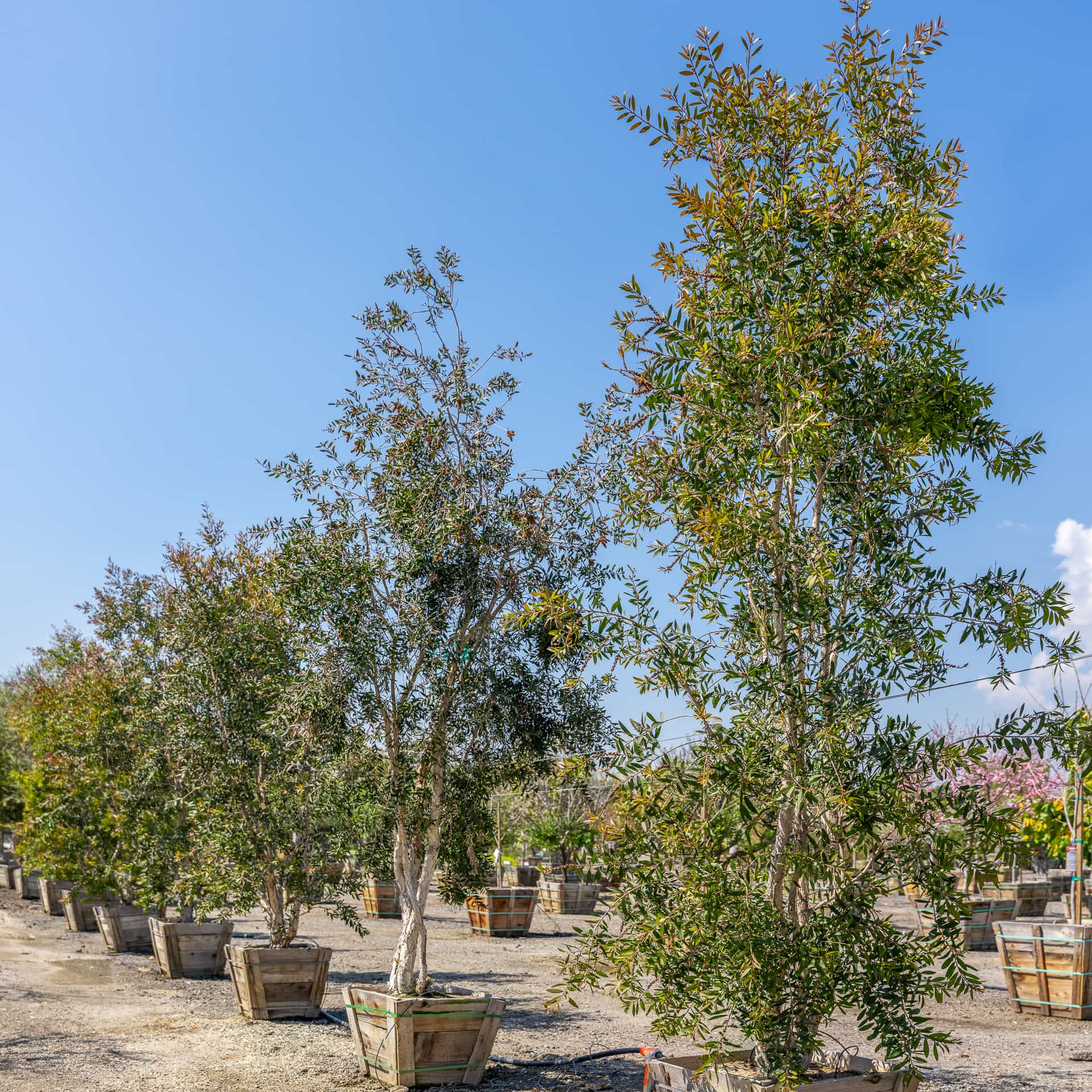 Melaleuca | Shade Trees | Moon Valley Nurseries