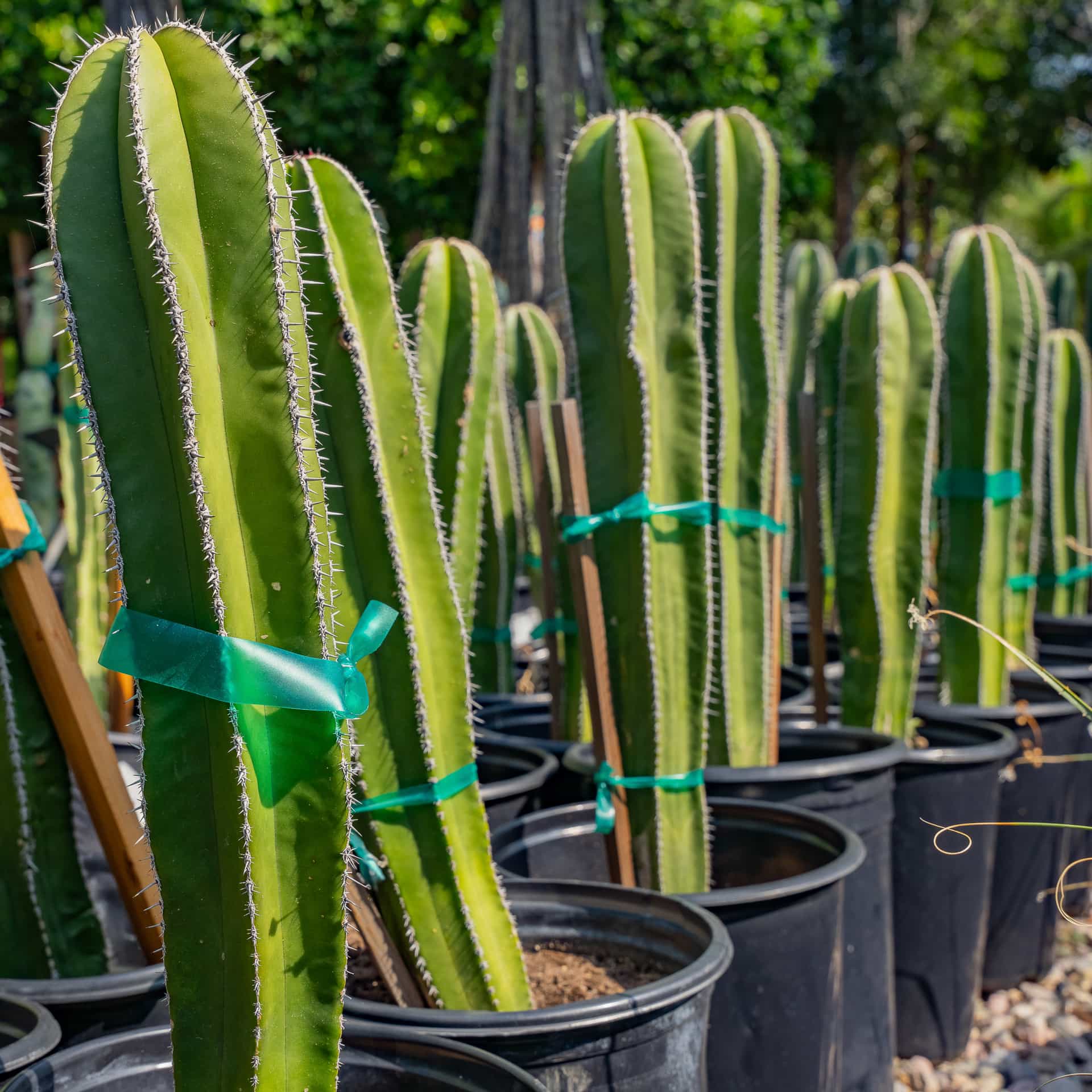 Saguaro | Cacti Agave and More | Moon Valley Nurseries
