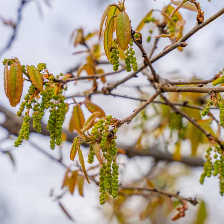 Mexican Oak Trees for Sale | Moon Valley Nurseries