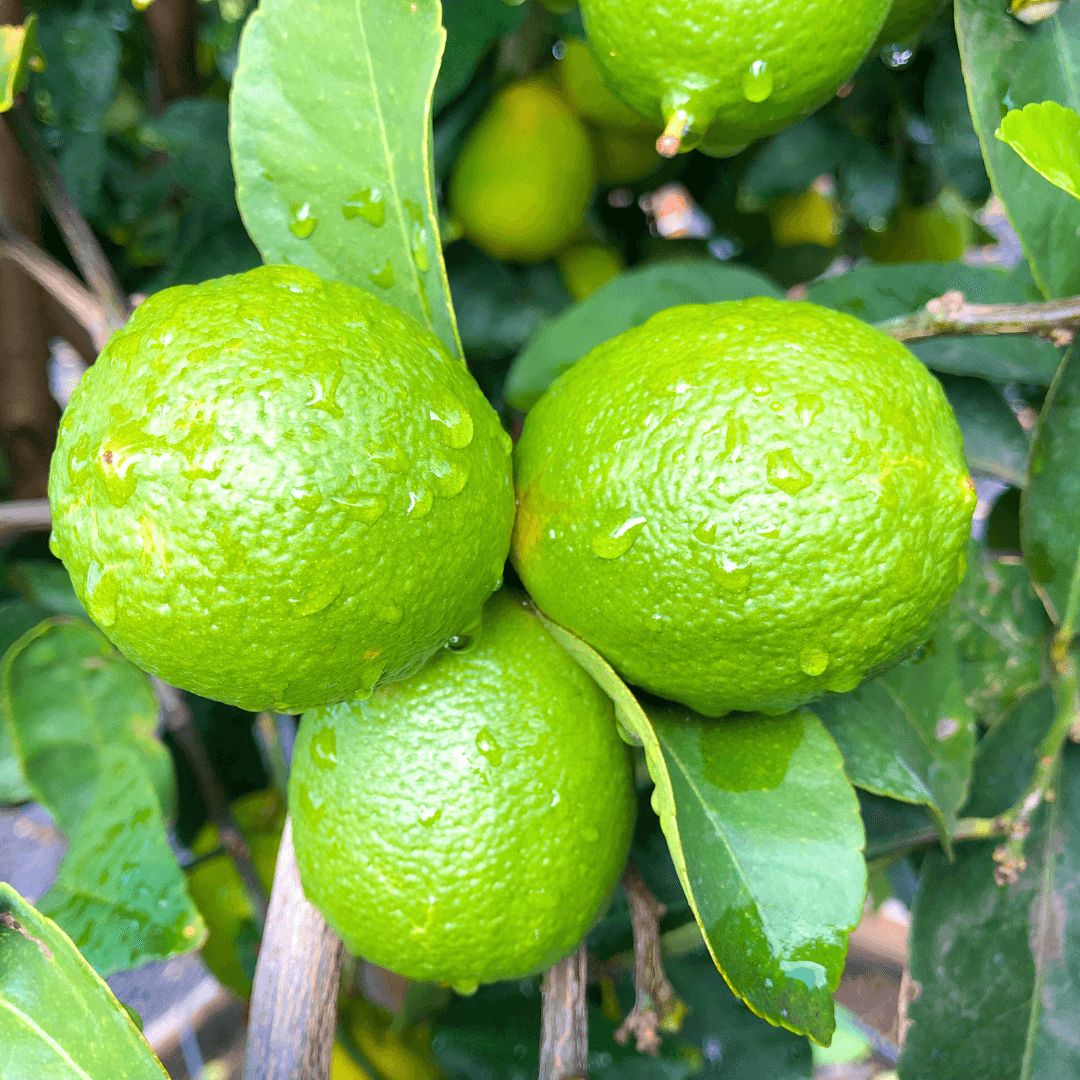 Citrus & Fruit Trees for Sale | Moon Valley Nurseries
