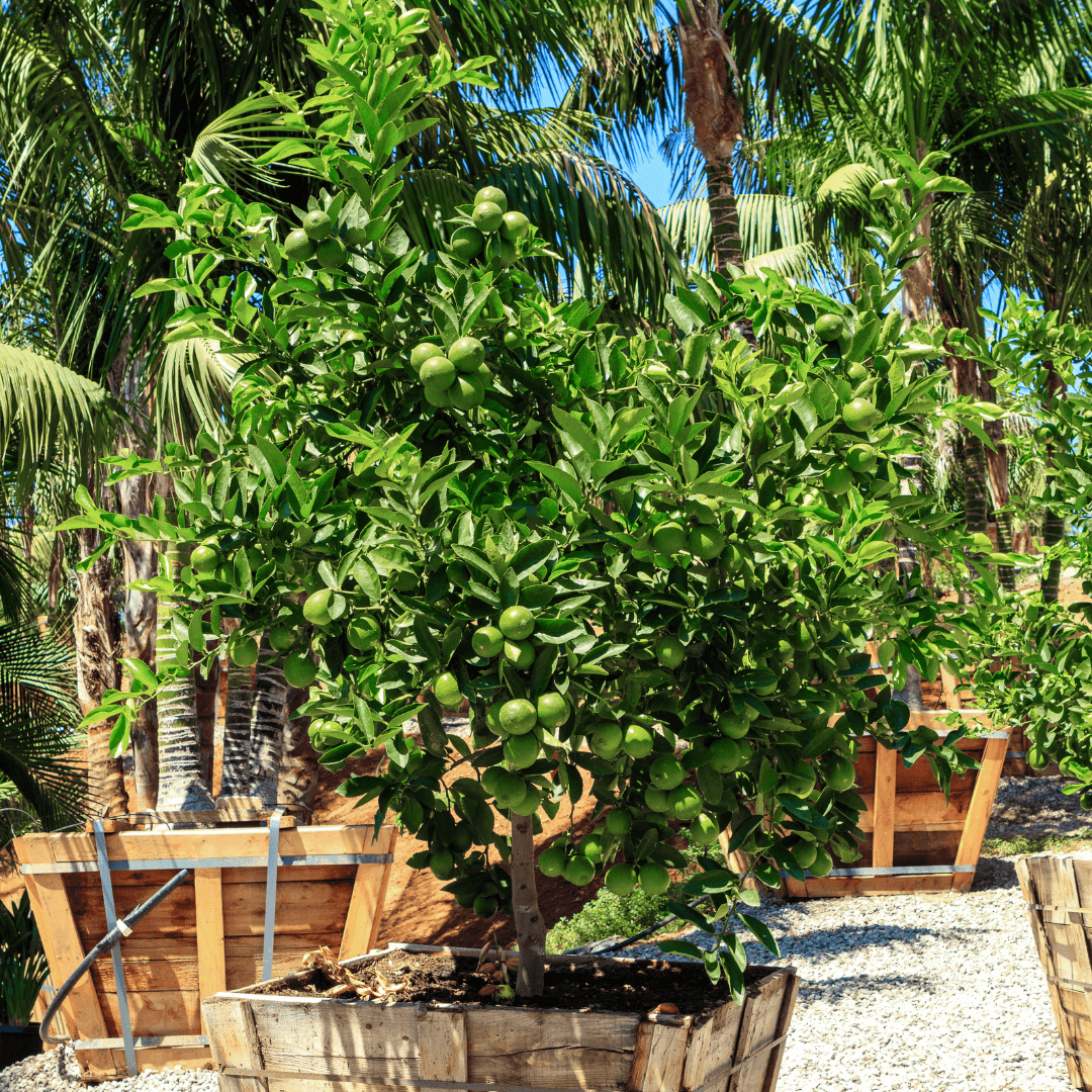 Mexican Lime | Citrus and Fruit | Moon Valley Nursery