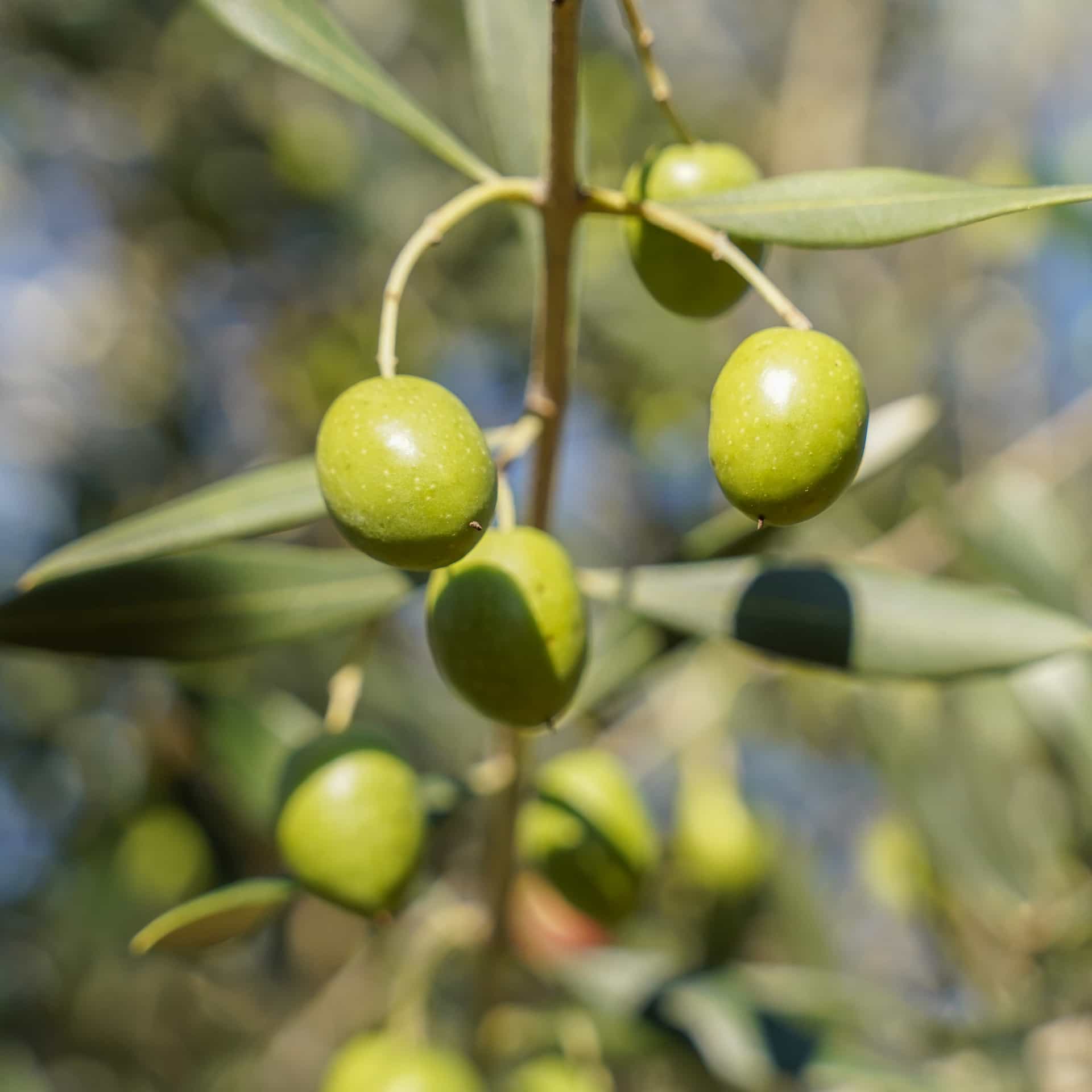 Mission Olive | Olive Trees | Moon Valley Nurseries