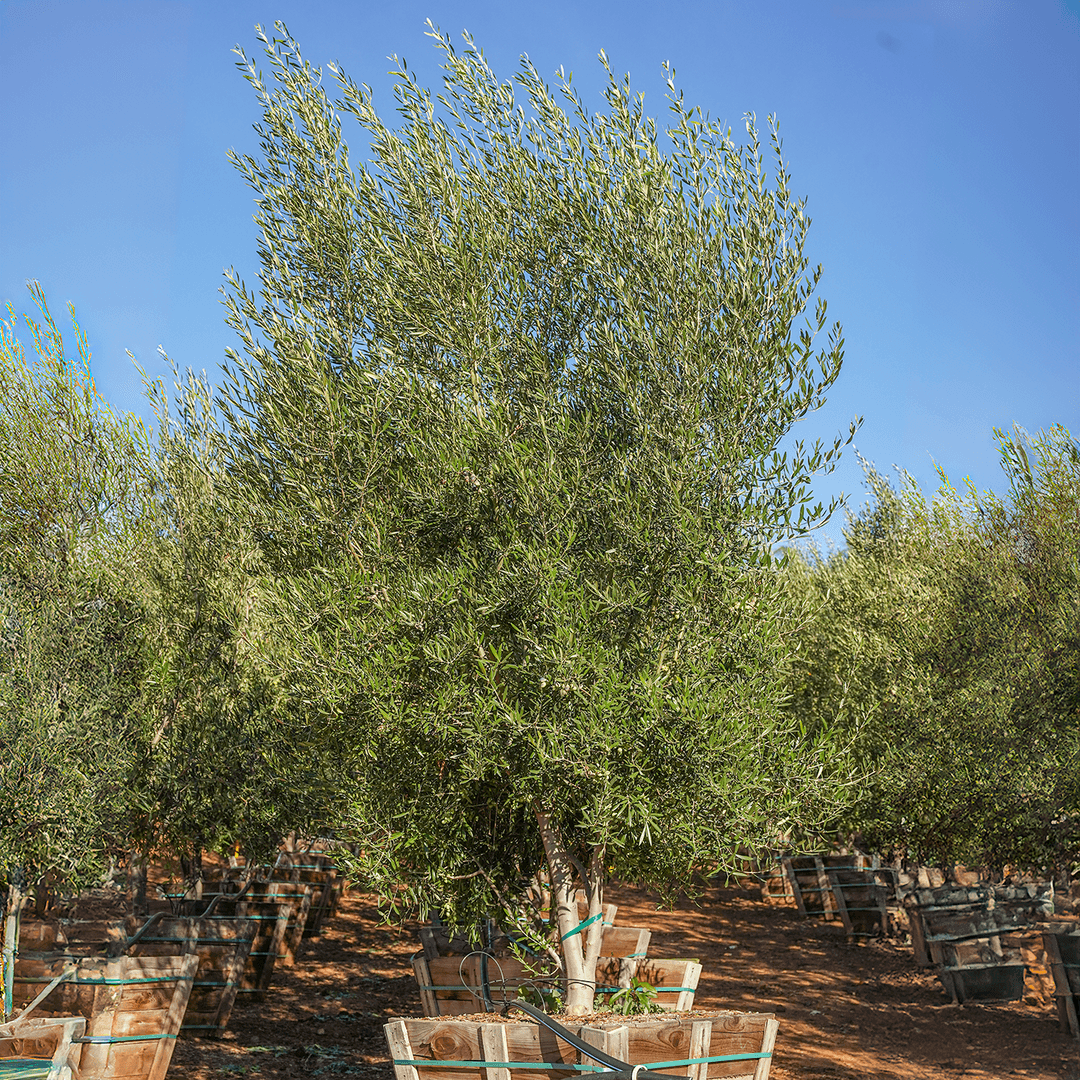 Mission Olive | Olive Trees | Moon Valley Nurseries