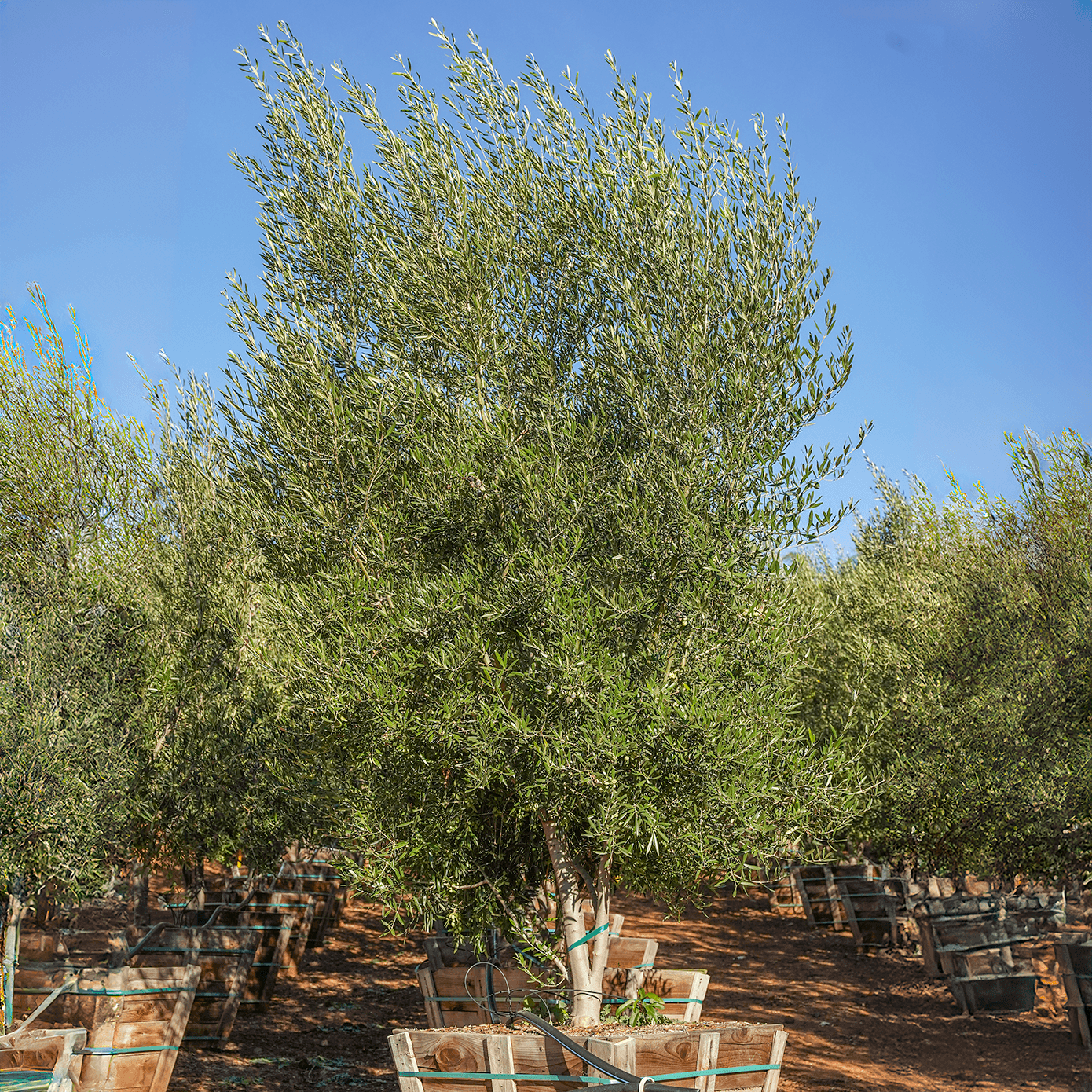 Mission Olive | Olive Trees | Moon Valley Nurseries