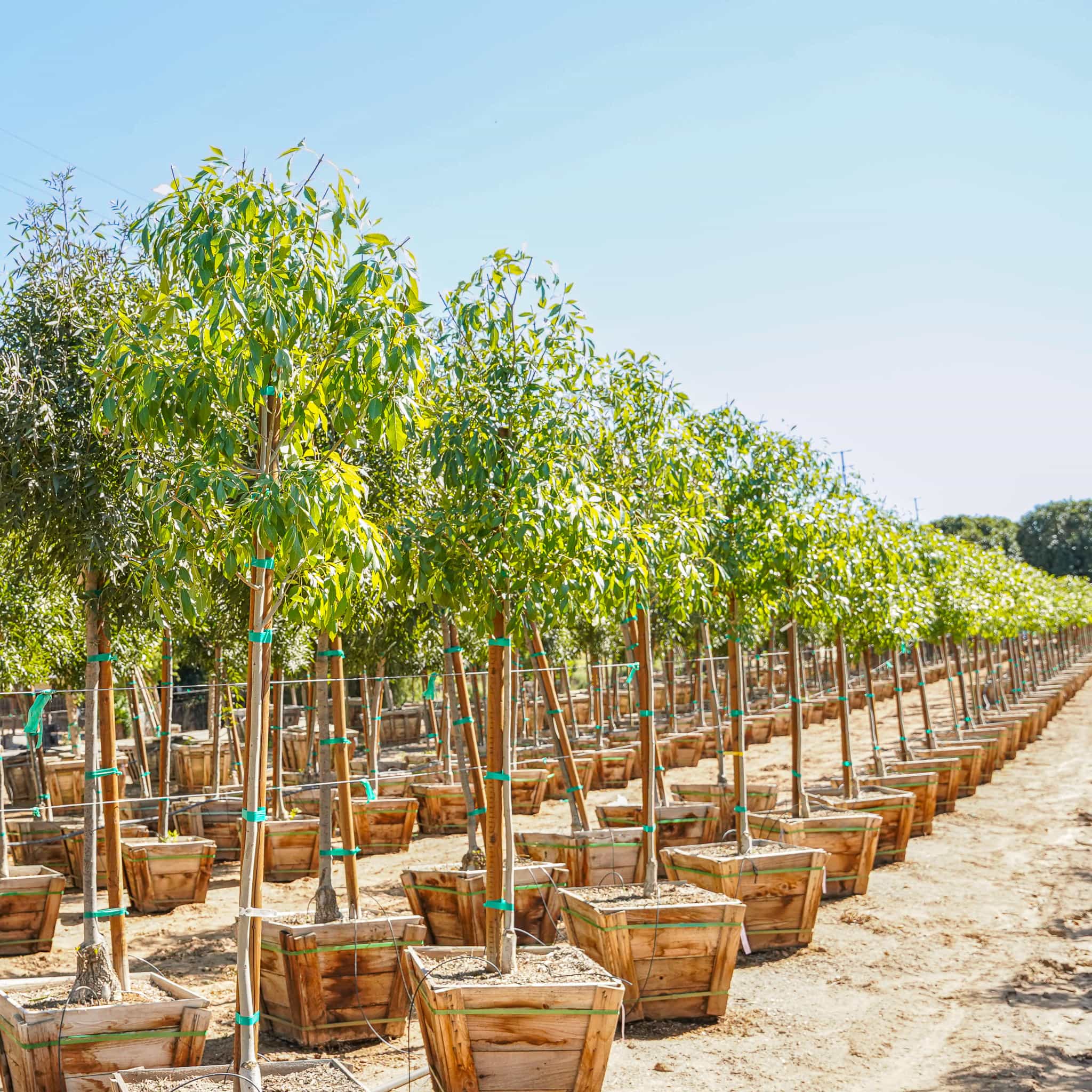 Modesto Ash | Fast Growers| Moon Valley Nurseries