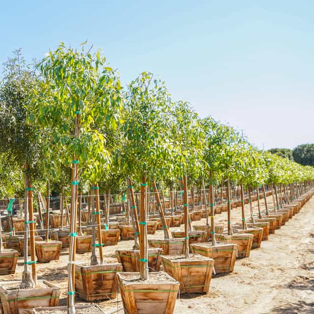 Modesto Ash | Fast Growers| Moon Valley Nurseries