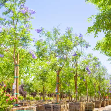 Shop Jacaranda Flowering Trees at Moon Valley Nurseries