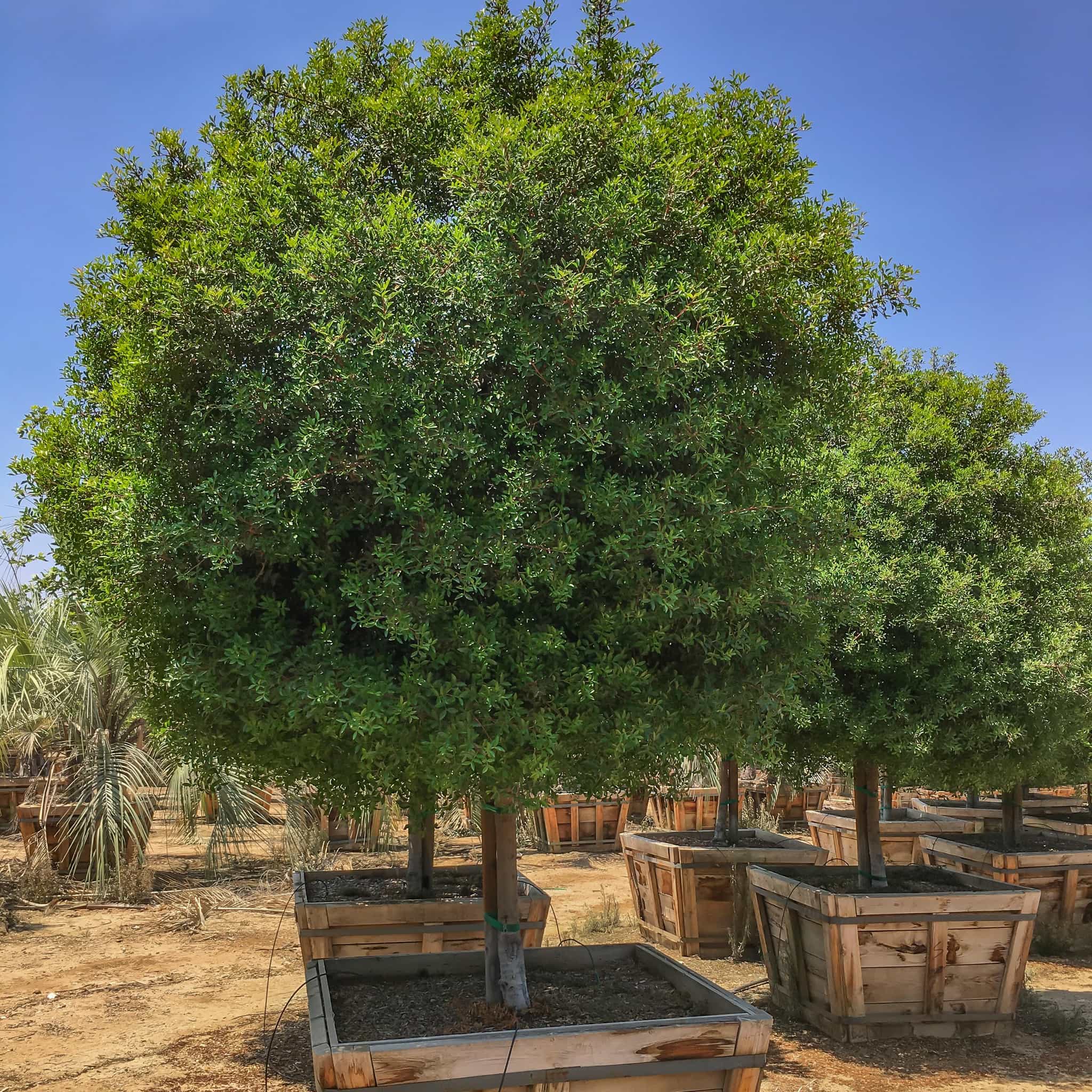 Mastic Tree | Hedge Trees | Moon Valley Nurseries