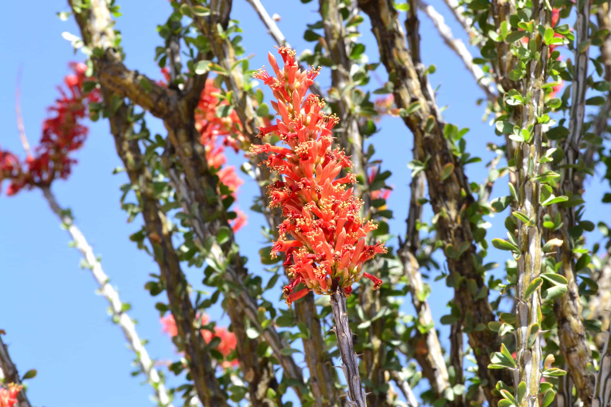 Ocotillo | Desert Trees | Moon Valley Nurseries