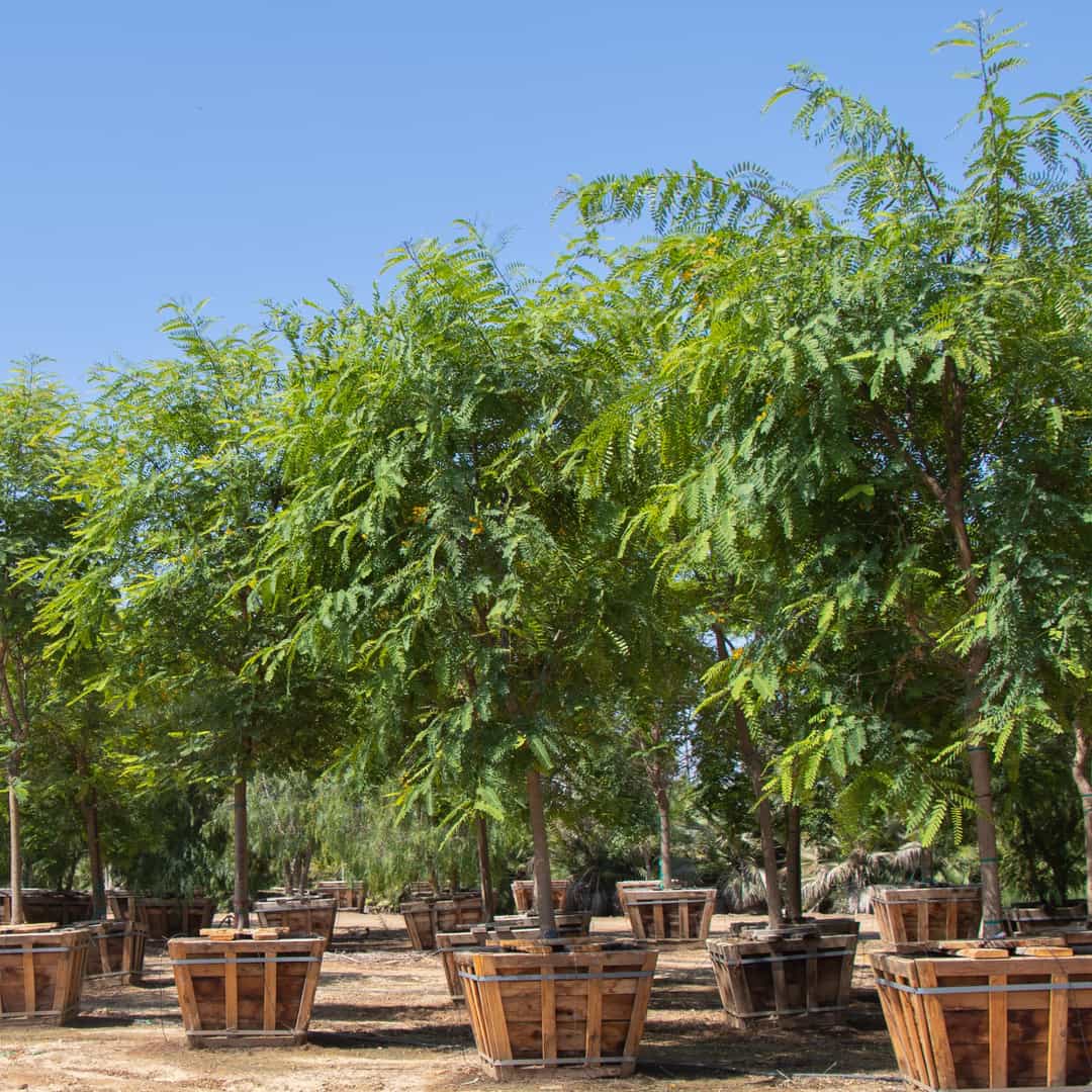Tipu Tree | Flowering Trees | Moon Valley Nurseries