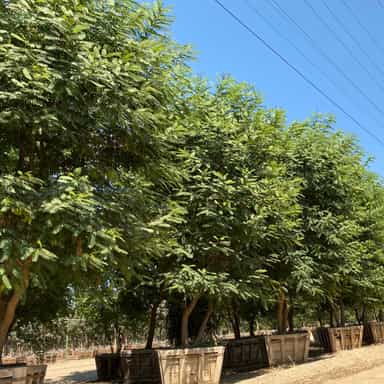 Tipu Tree | Flowering Trees | Moon Valley Nurseries
