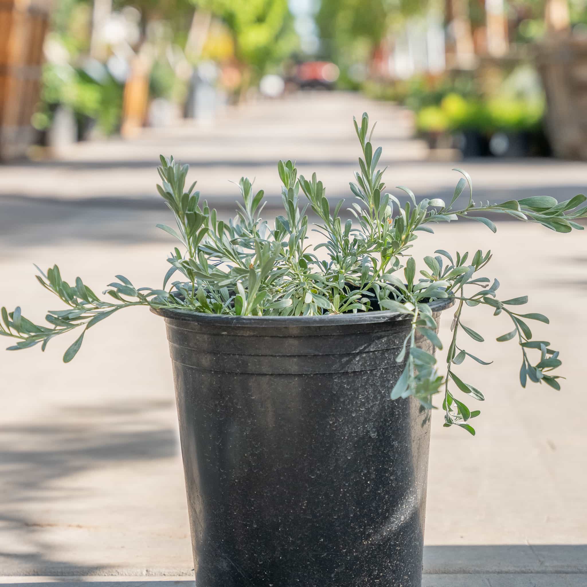 Ground Covers for Sale | Moon Valley Nurseries