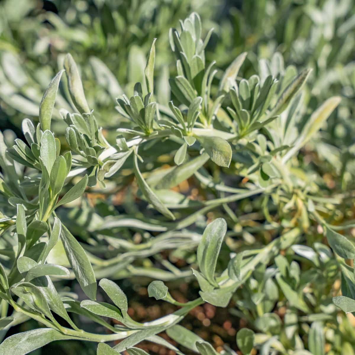 Silver Bush Morning Glory | Ground Covers | Moon Valley Nurseries