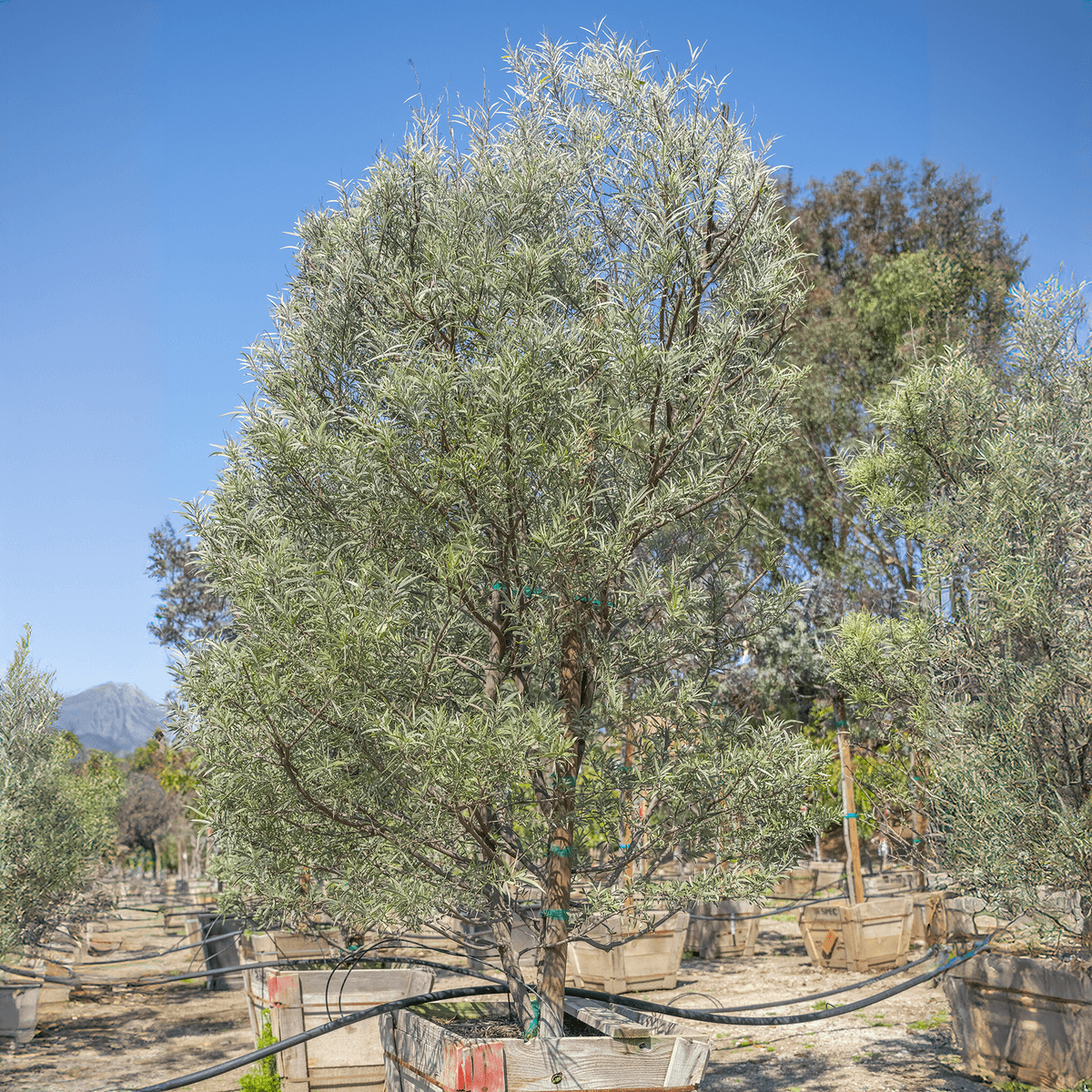 Mulga Acacia | Flowering Trees | Moon Valley Nurseries