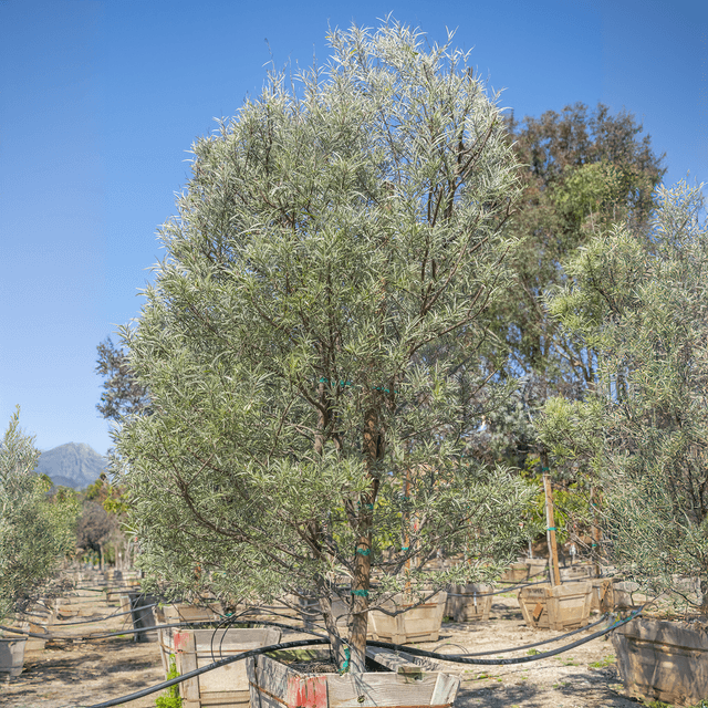 Mulga Acacia | Flowering Trees | Moon Valley Nurseries