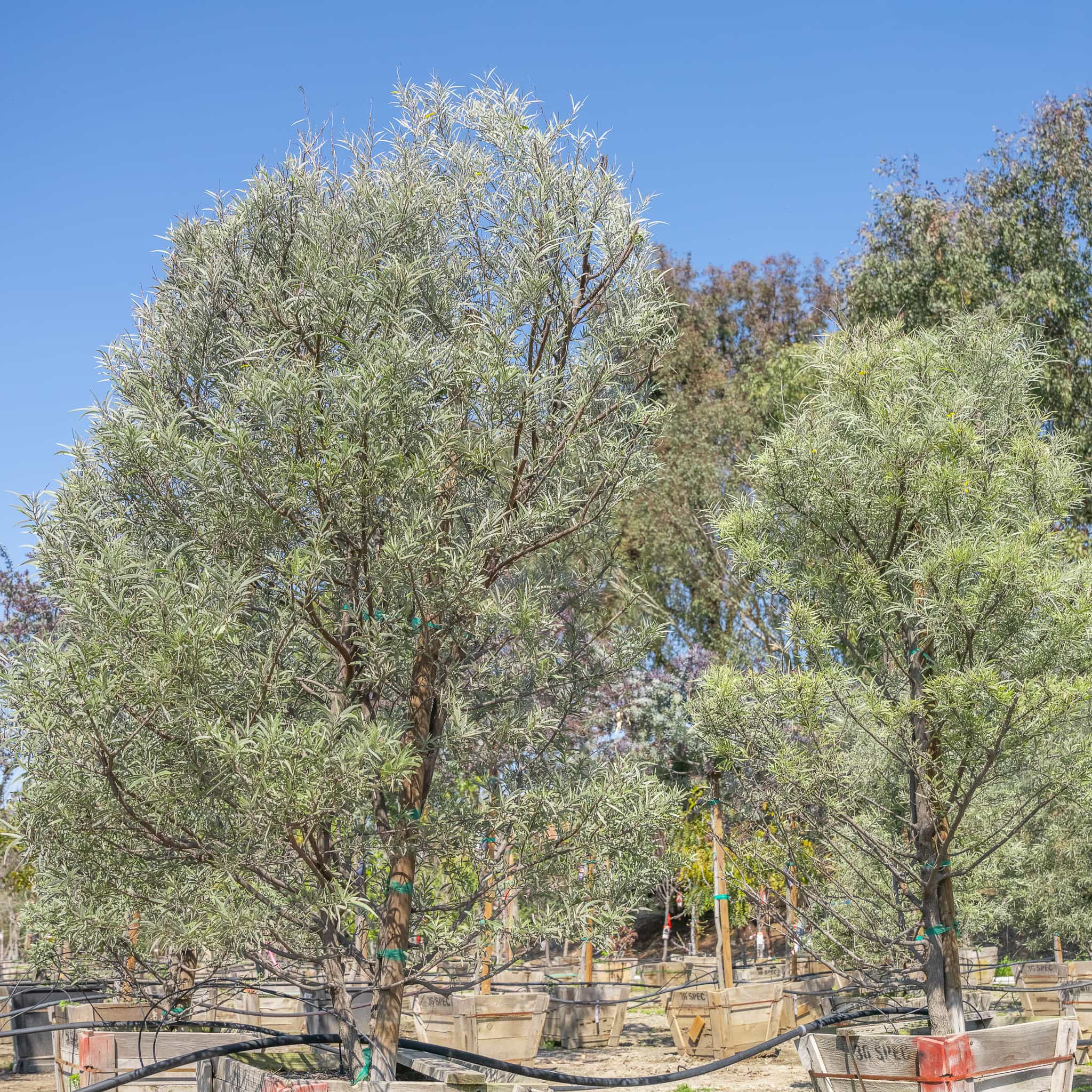 Mulga Acacia | Flowering Trees | Moon Valley Nurseries