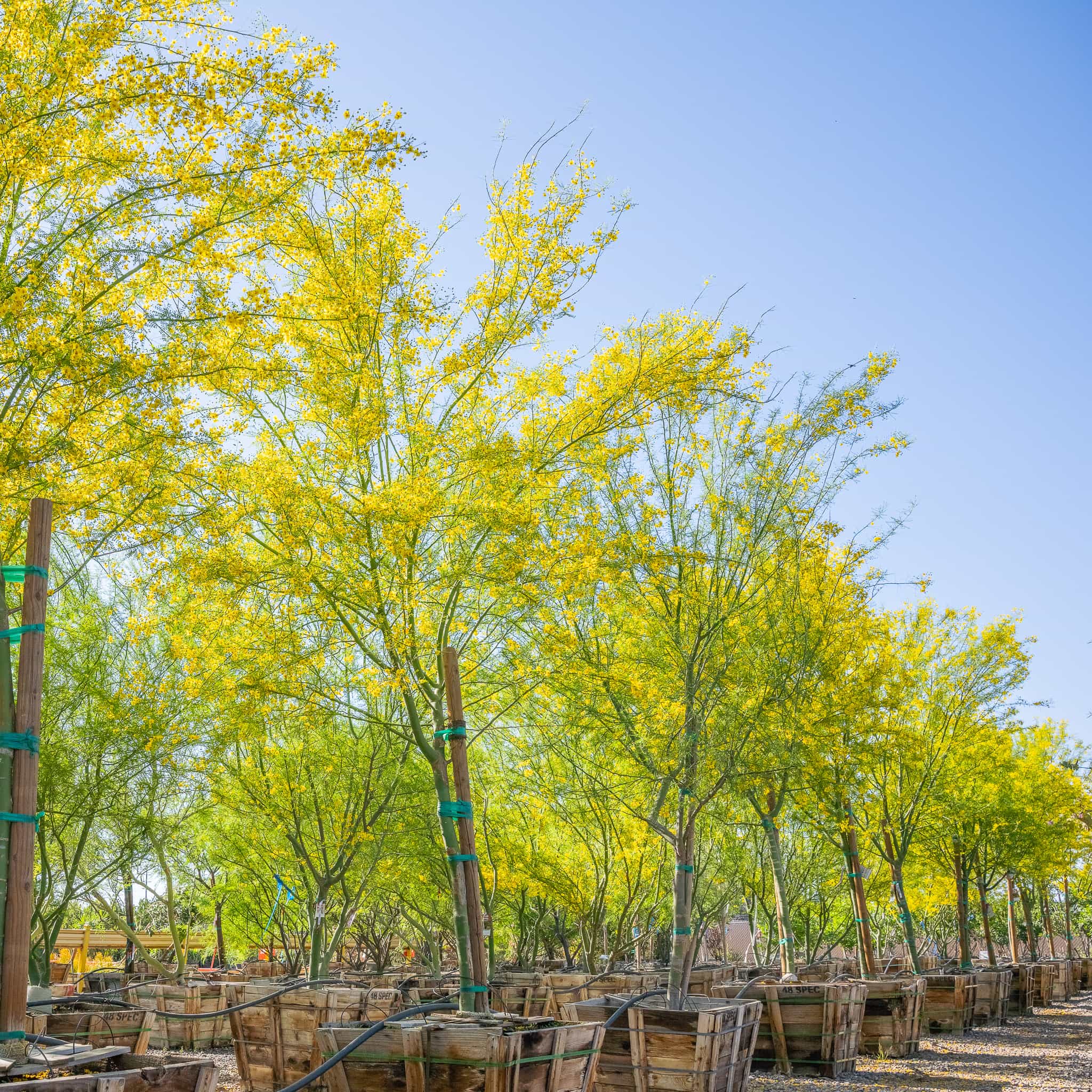 Museum Palo Verde | Desert Trees | Moon Valley Nurseries