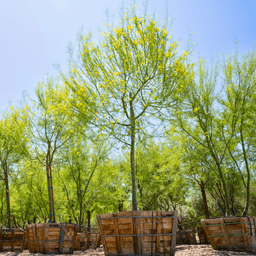 Museum Palo Verde | Desert Trees | Moon Valley Nurseries
