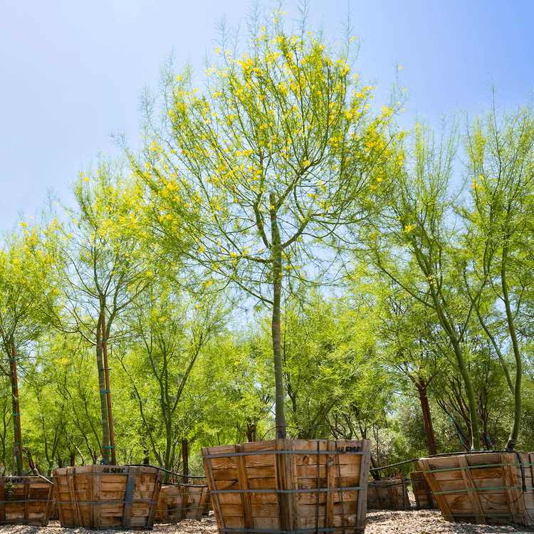 Museum Palo Verde | Desert Trees | Moon Valley Nurseries