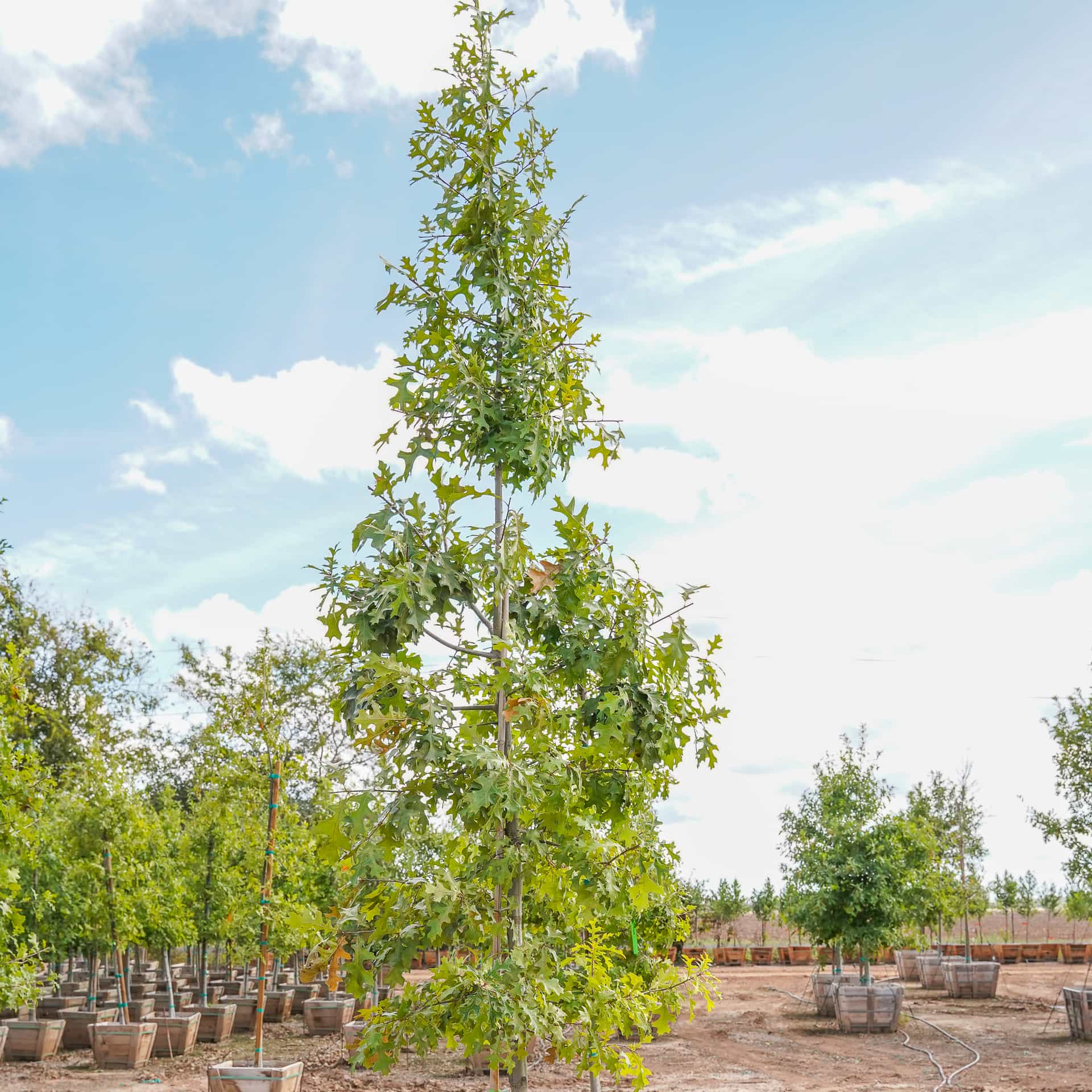 Nuttall Oak | Oak Trees Magnolia Trees | Moon Valley Nurseries