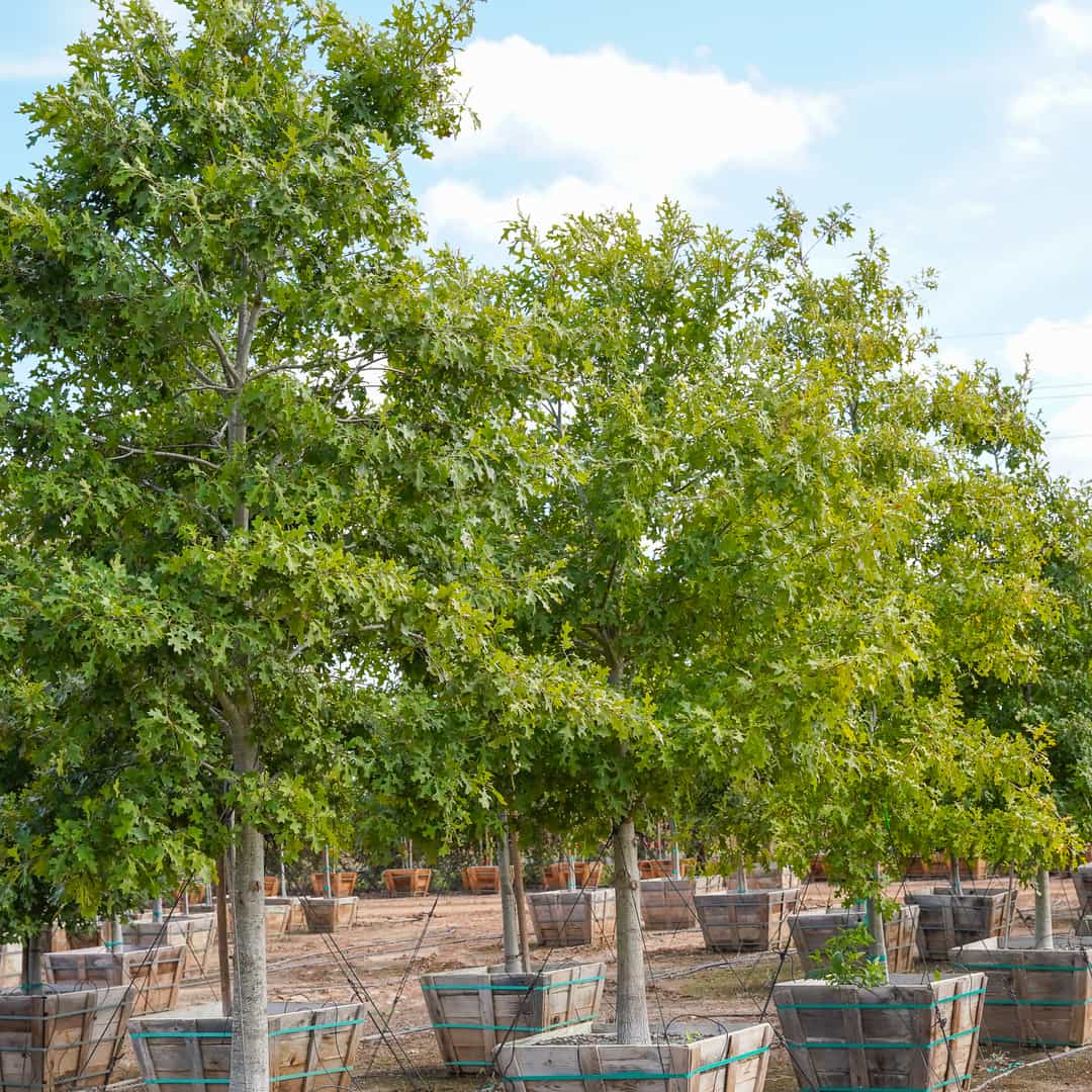 Nuttall Oak | Oak Trees Magnolia Trees | Moon Valley Nurseries