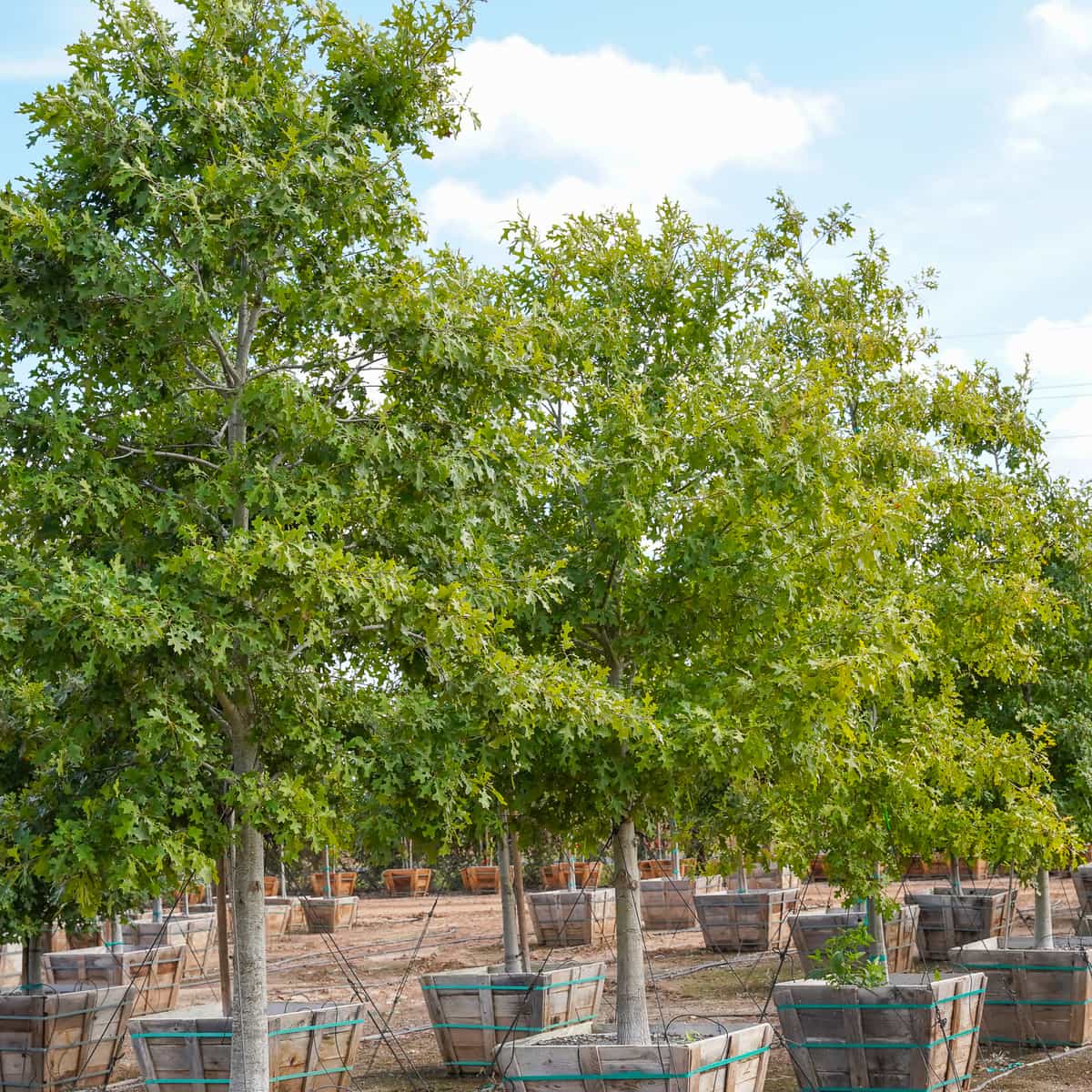 Nuttall Oak | Oak Trees Magnolia Trees | Moon Valley Nurseries