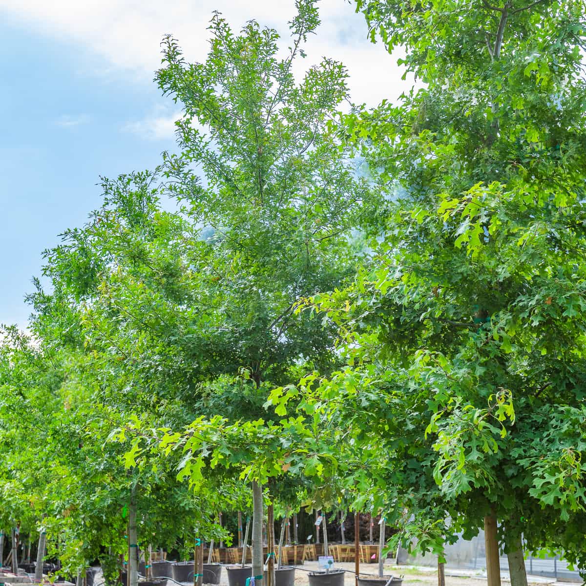 Nuttall Oak | Oak Trees Magnolia Trees | Moon Valley Nurseries