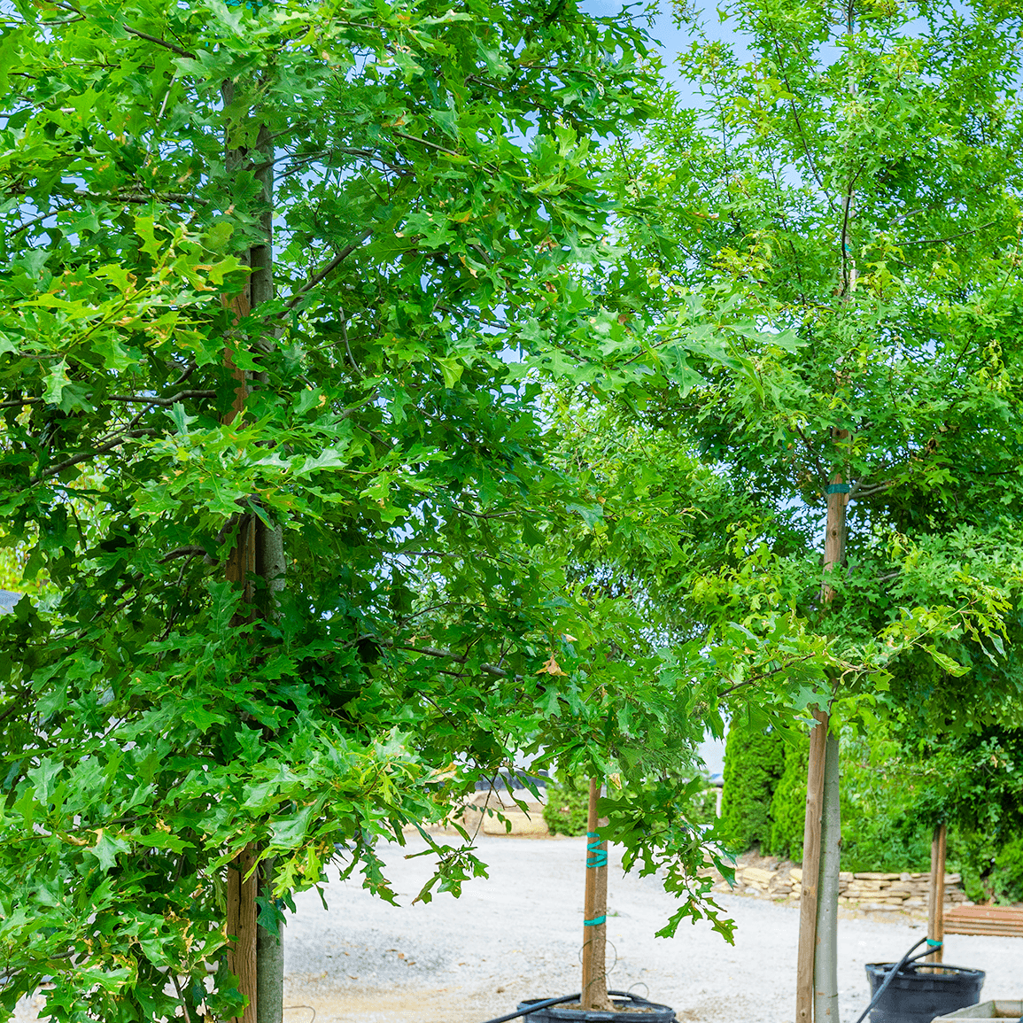 Nuttall Oak | Oak Trees Magnolia Trees | Moon Valley Nurseries