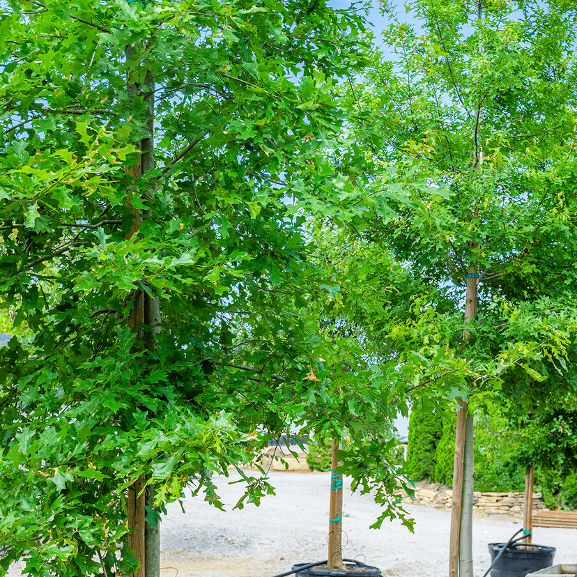 Nuttall Oak | Oak Trees Magnolia Trees | Moon Valley Nurseries