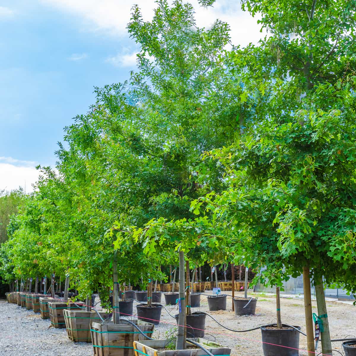 Nuttall Oak | Oak Trees Magnolia Trees | Moon Valley Nurseries
